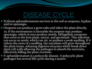 Pathology of papaya | PPT