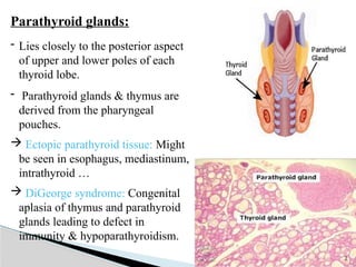 pathology of parathyroid.pptxcase presentation | PPT