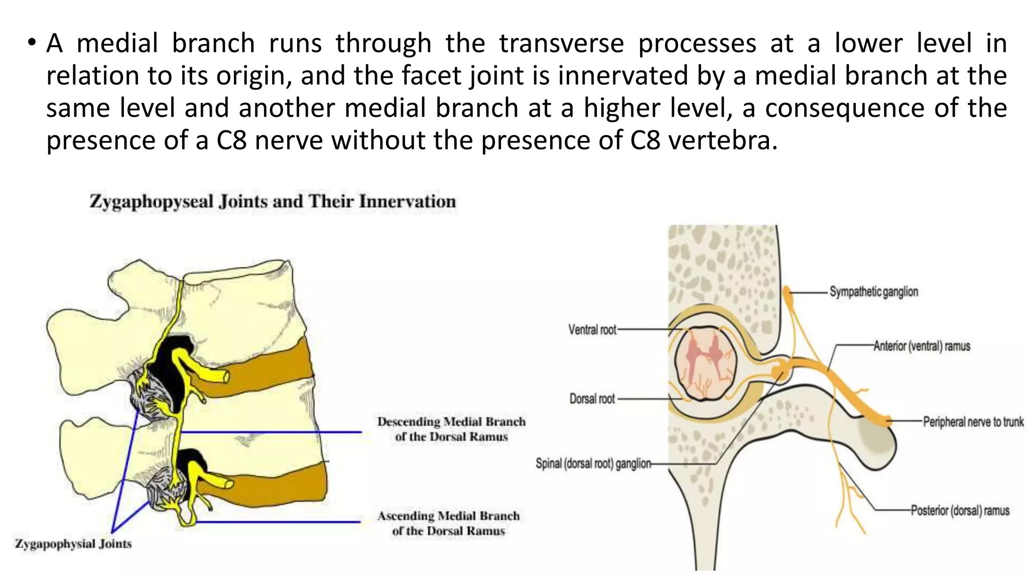 Pathology of posterior elements.pptx