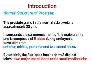 Prostate Pathophysiology23.ppt prostate cancer prostatic hyperplasia | PDF