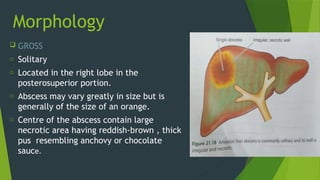 PATHOLOGY OF PYOGENIC AND AMOEBIC LIVER ABSCESS.pptx
