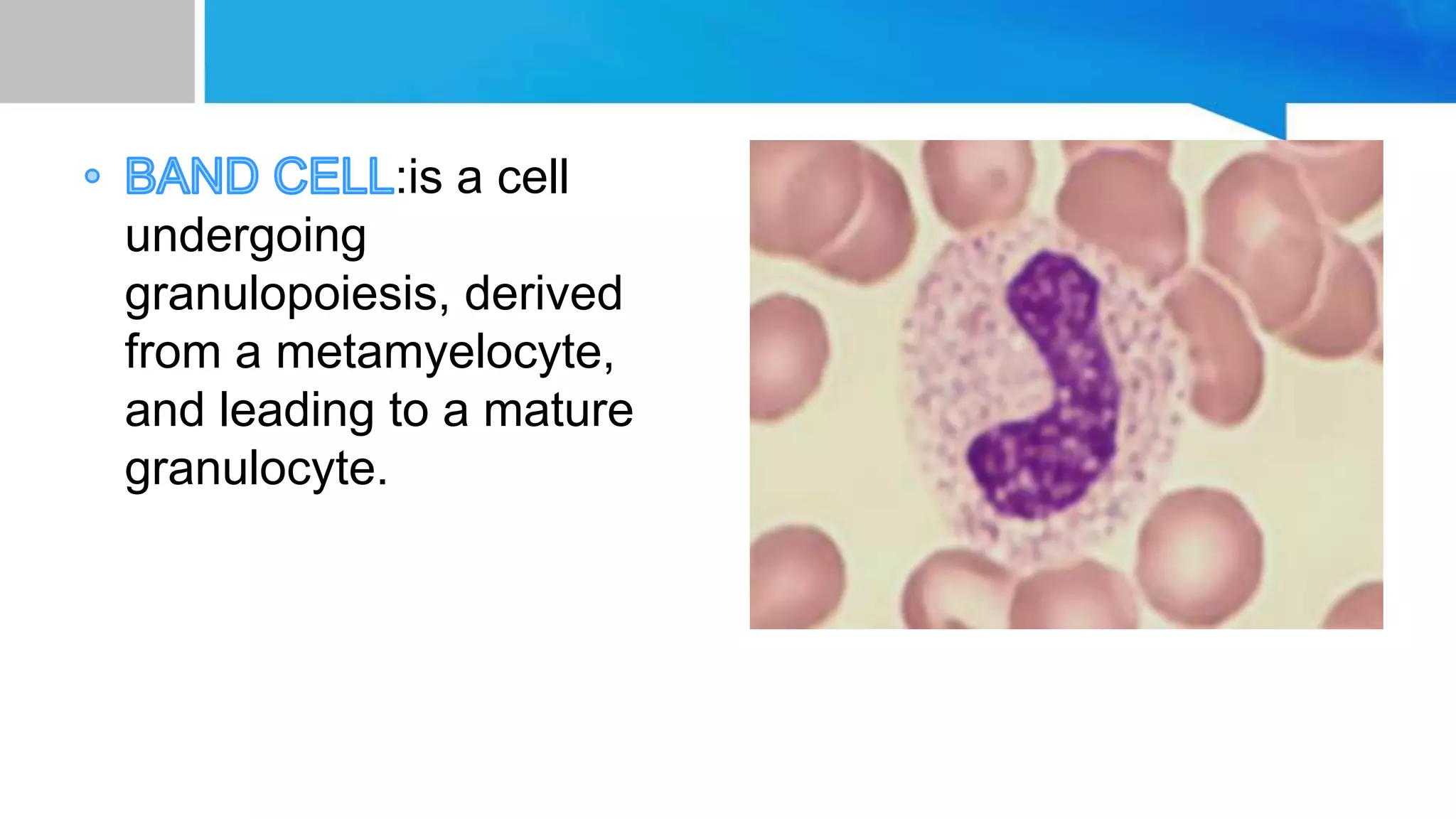 Pathology of rbc and wbc | PPT