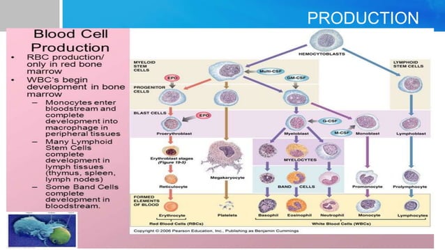Pathology of rbc and wbc | PPT