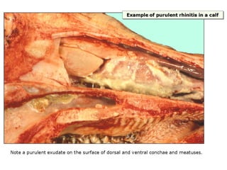 Pathology of respiratory system | PDF