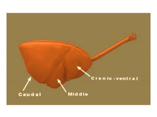 Pathology of respiratory system | PDF