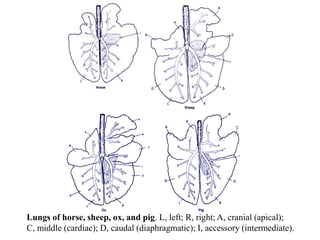 Pathology of respiratory system | PDF