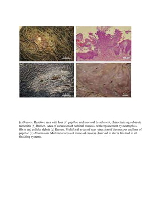 pathology of rumen -- Fahad.docx