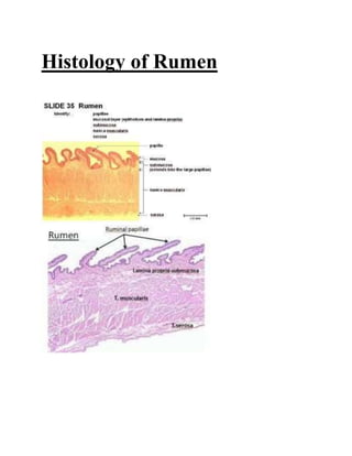 pathology of rumen -- Fahad.docx