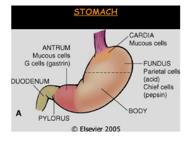 Pathology of stomach | PPT