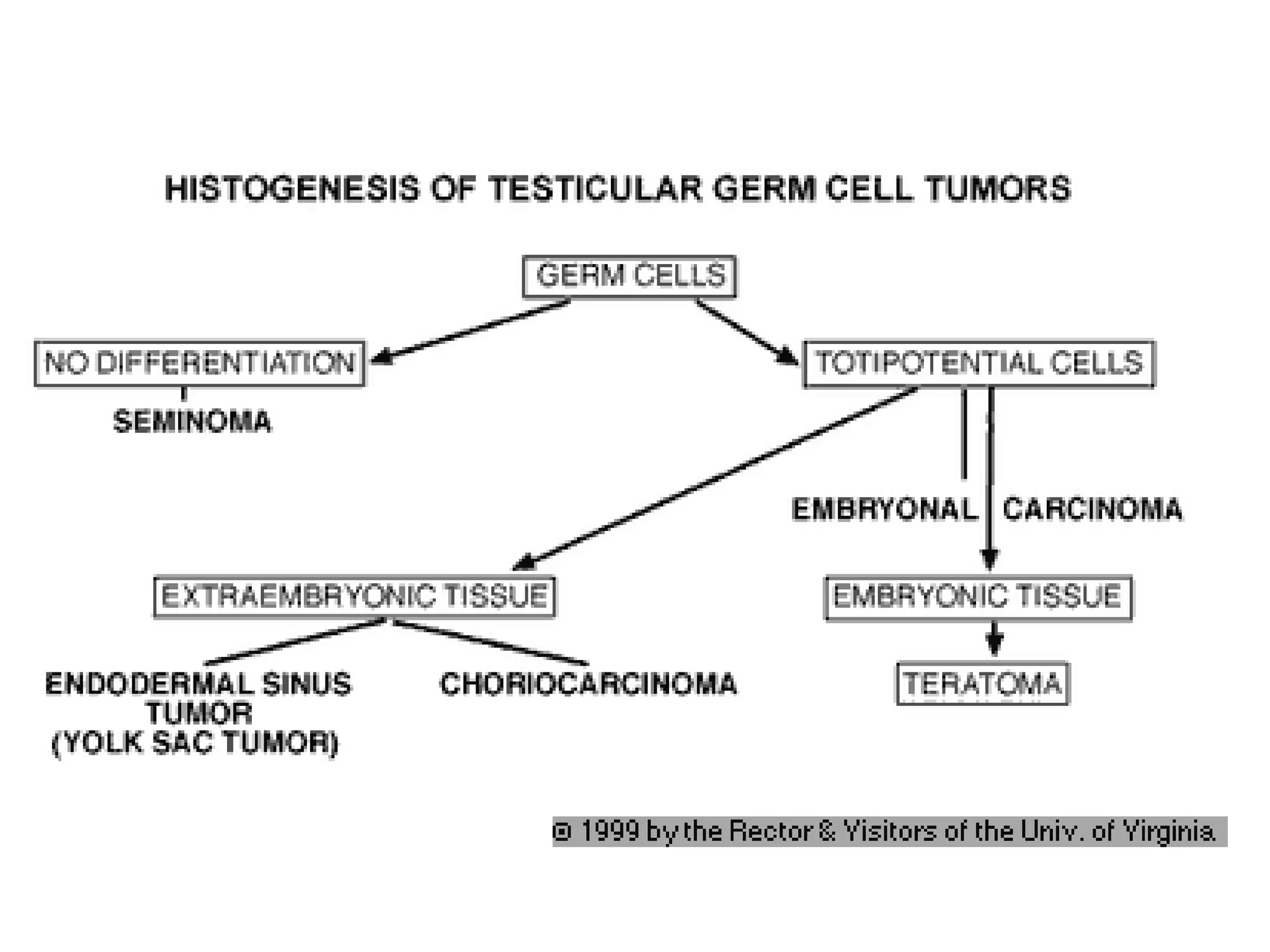 Pathology of testis | PPT