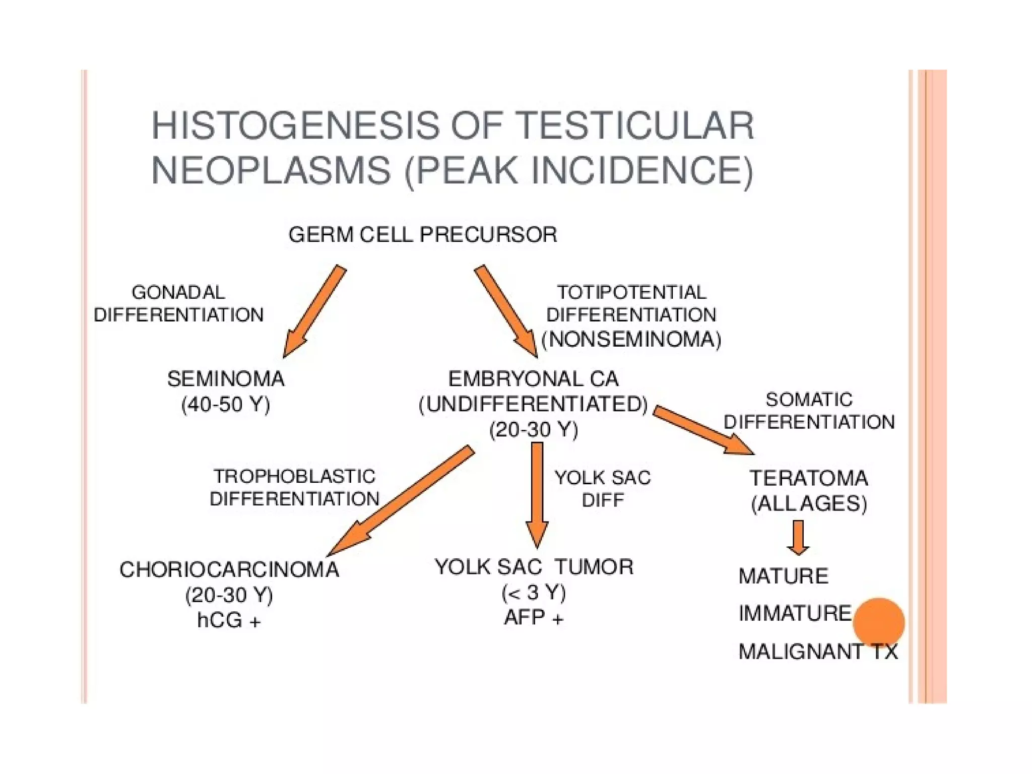 Pathology of testis | PPT