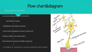 Pathology of tetanus by muhammad arham | PPT