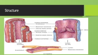 Pathology of the circulatory blood vessels.pptx