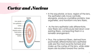 A short dive into the patholpgy of the human lens and how to reach it ...