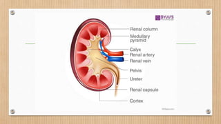 PATHOLOGY OF URINARY SYSTEM DISORDER ppt | PPTX