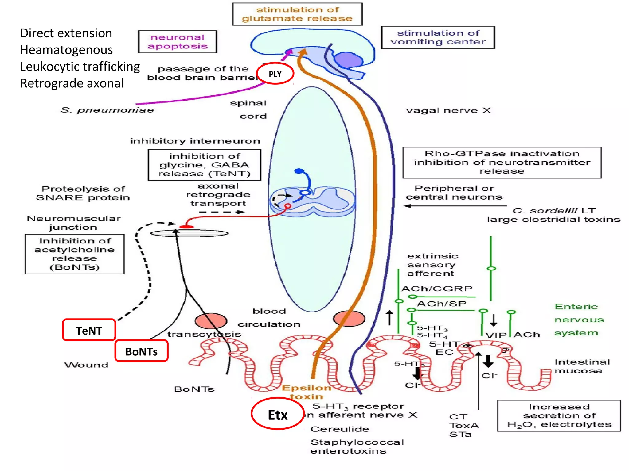 Pathology & pathogenesis of different toxins, poisons other than ...