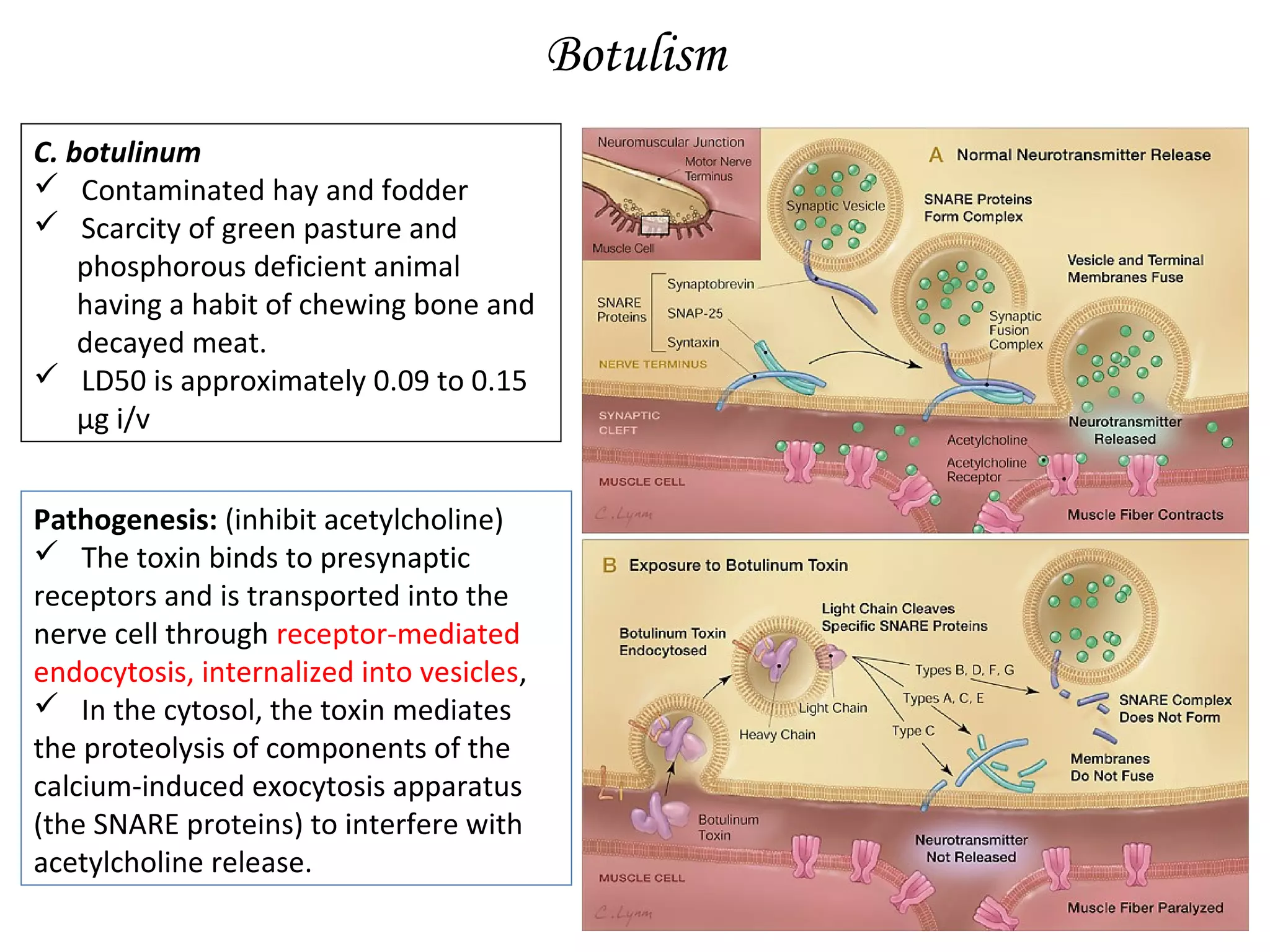Pathology & pathogenesis of different toxins, poisons other than ...