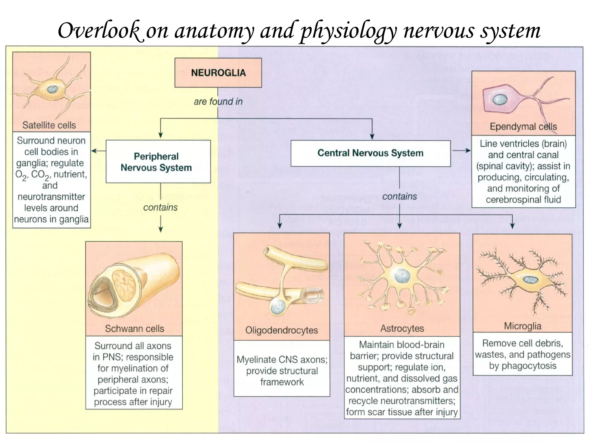 Pathology & pathogenesis of different toxins, poisons other than ...