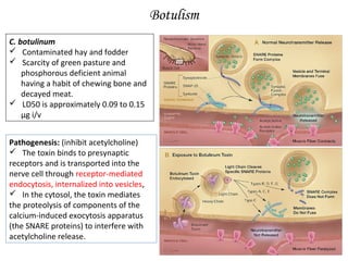 Pathology & pathogenesis of different toxins, poisons other than ...