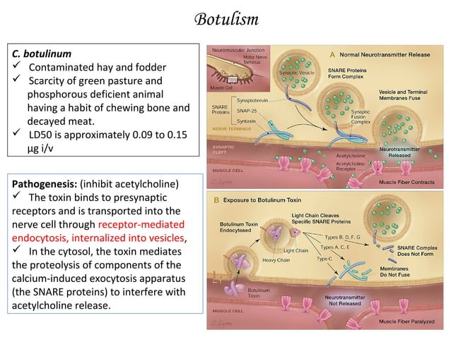 Pathology & pathogenesis of different toxins, poisons other than ...