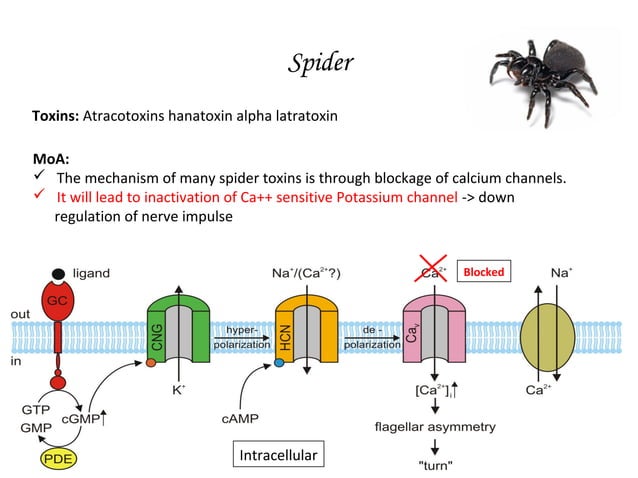 Pathology & pathogenesis of different toxins, poisons other than ...
