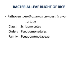 Pathology ppt | PPTX | Infectious Diseases | Diseases and Conditions