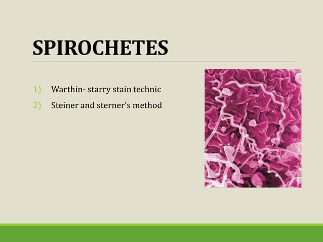Special staining techniques for microorganisms | PPTX | Chemistry | Science