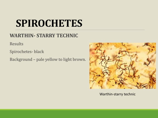 Special staining techniques for microorganisms | PPTX | Chemistry | Science