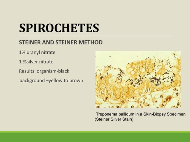 Special staining techniques for microorganisms | PPTX | Chemistry | Science
