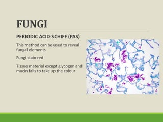 Special staining techniques for microorganisms | PPTX | Chemistry | Science