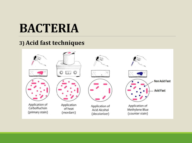 Special staining techniques for microorganisms | PPTX | Chemistry | Science