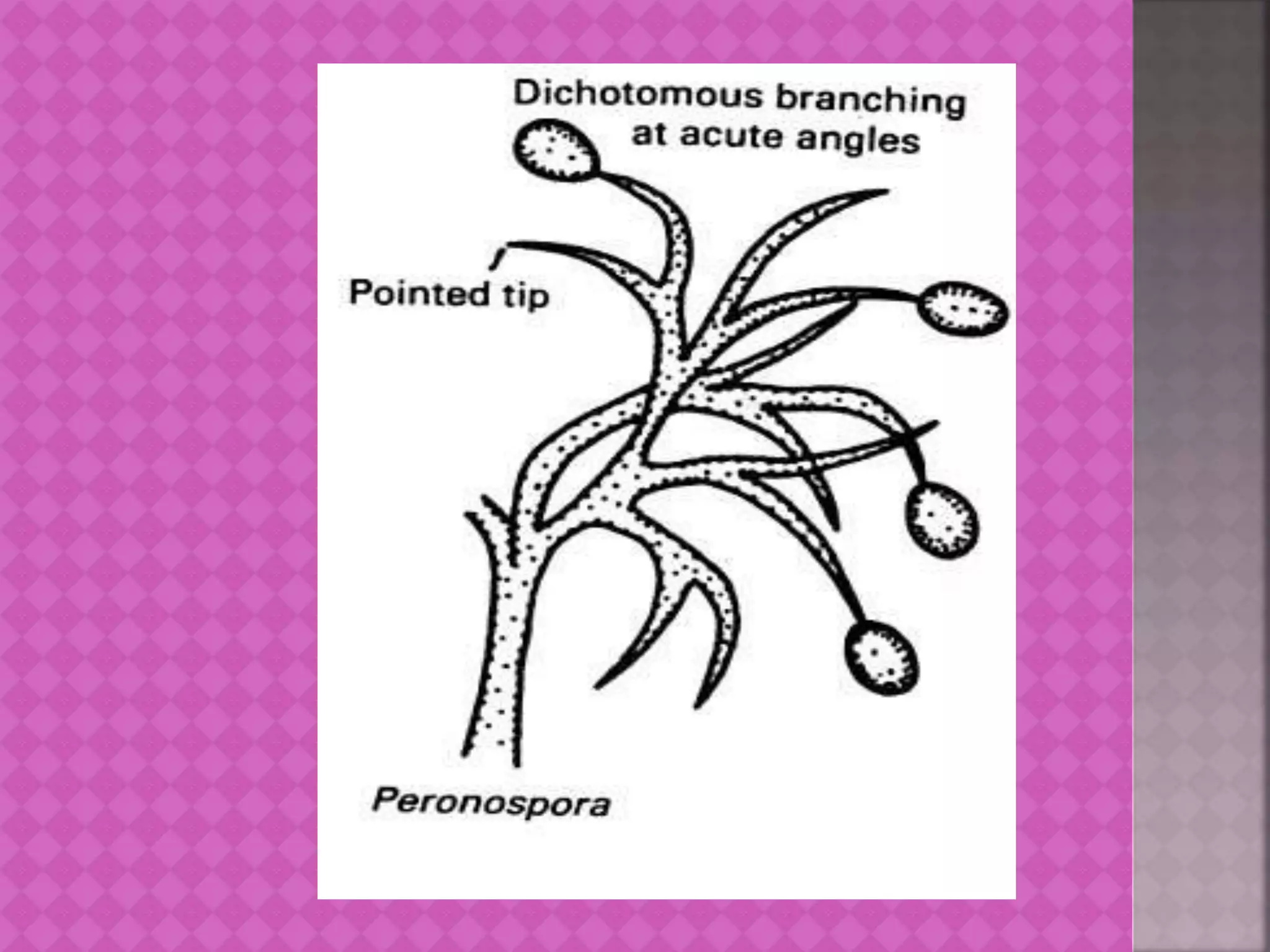 Pathology - Peronosporales | PPTX