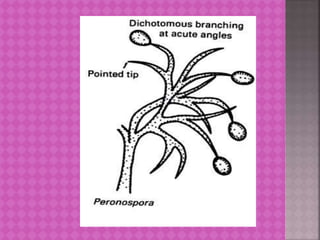 Pathology - Peronosporales | PPTX