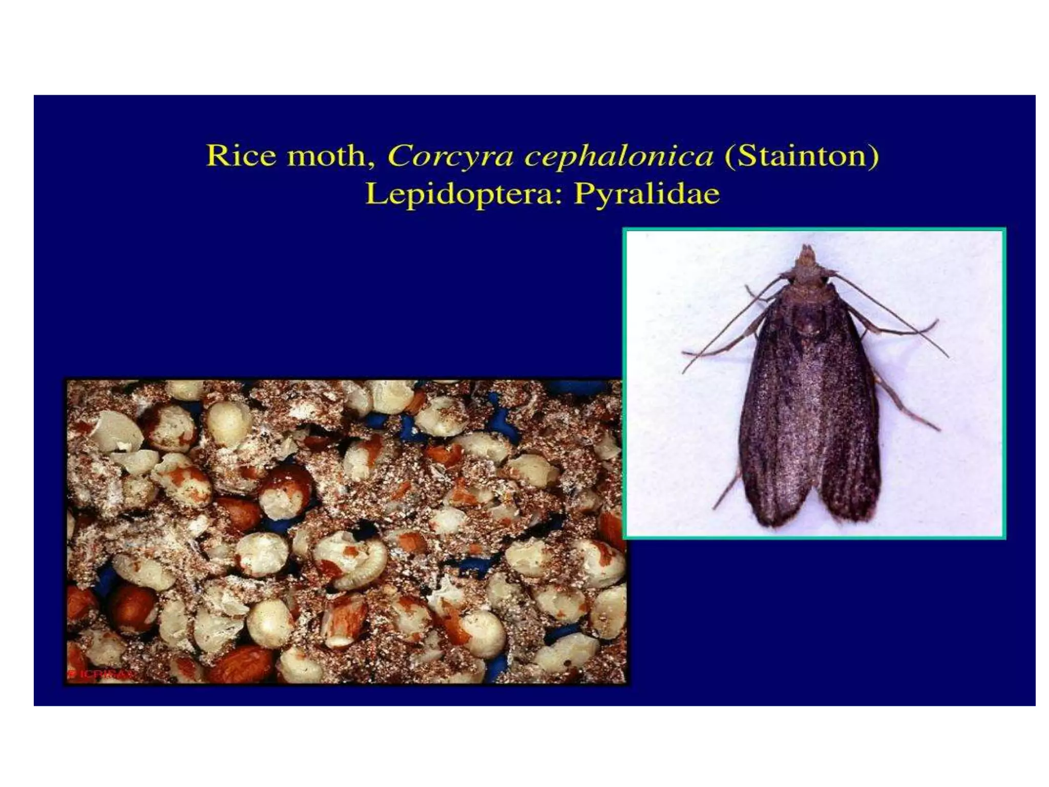 external feeder storage pest | PPTX