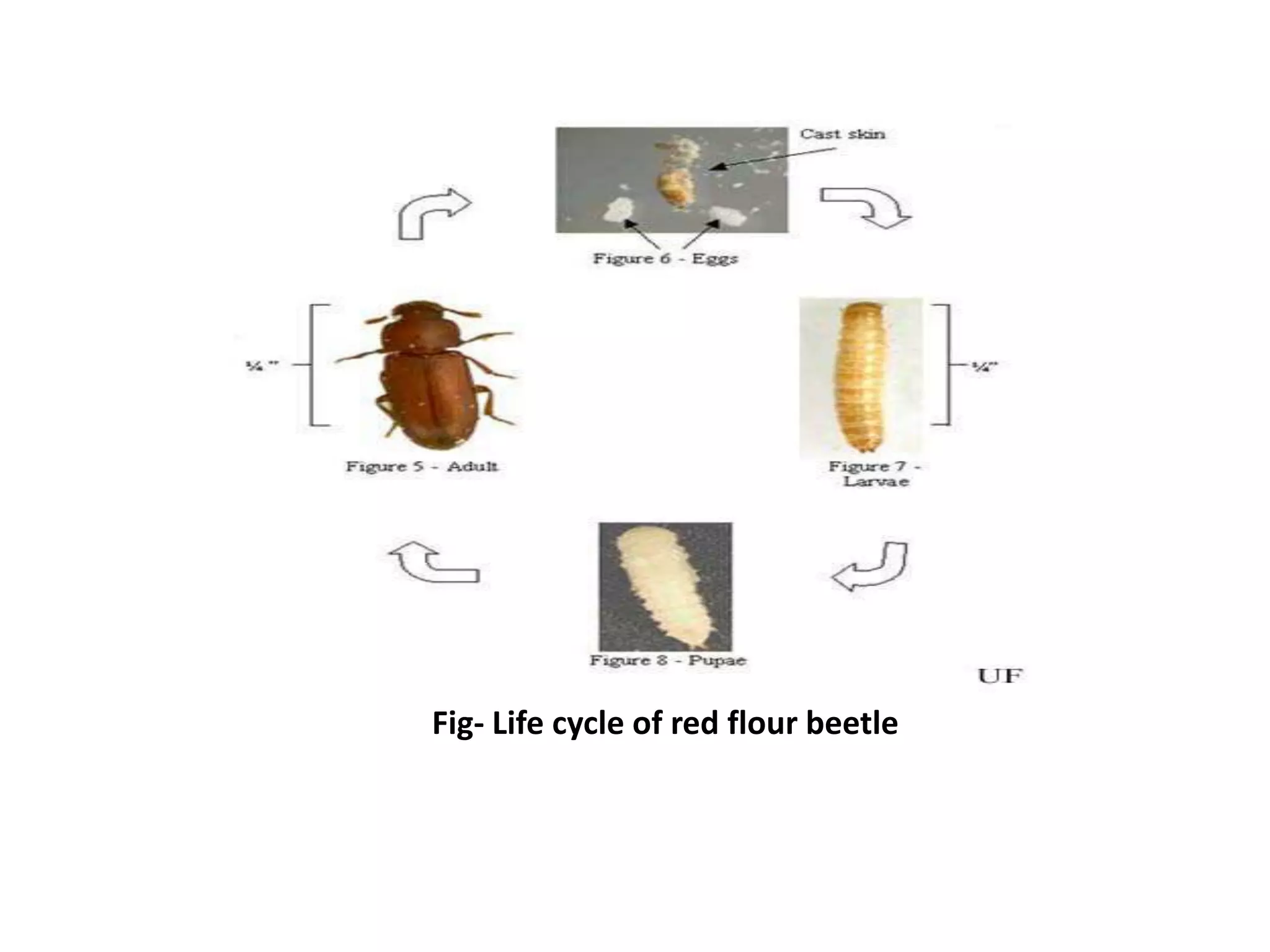 external feeder storage pest | PPTX