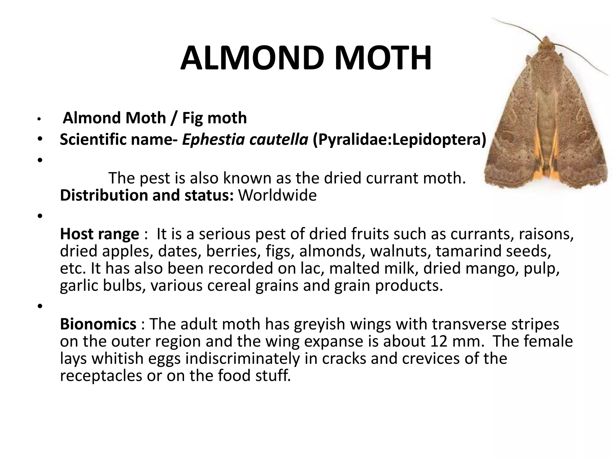 external feeder storage pest | PPTX