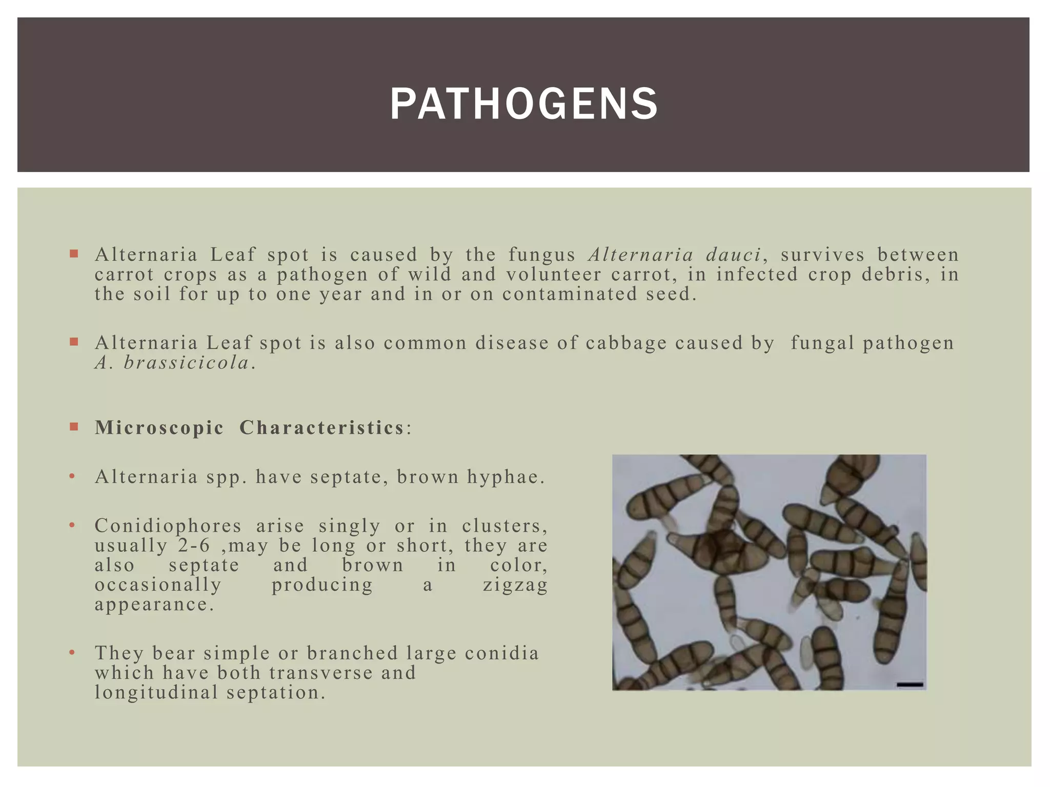 Alternaria leaf spot .pptx