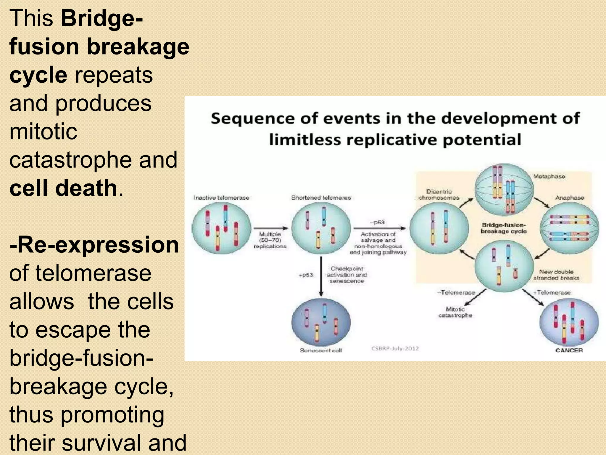 Other Mechanisms of Molecular Pathogenesis of Cancer | PPTX