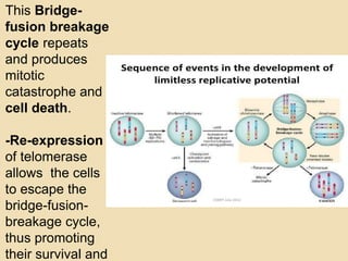 Other Mechanisms of Molecular Pathogenesis of Cancer | PPTX | Cancer ...