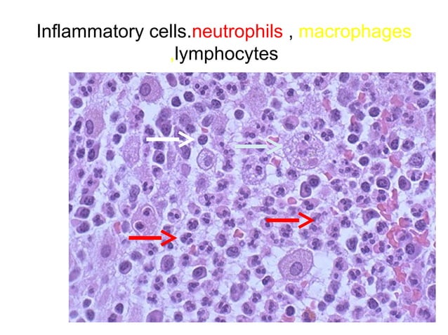 Basic Pathology lab slides | PPT