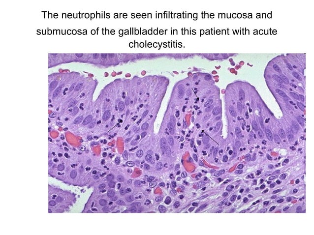Basic Pathology lab slides | PPT