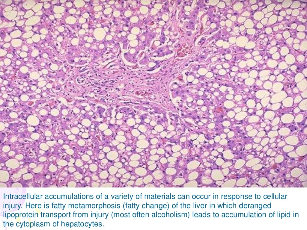 Basic Pathology lab slides