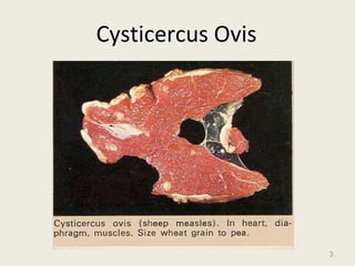 Pathology Titled | PPT