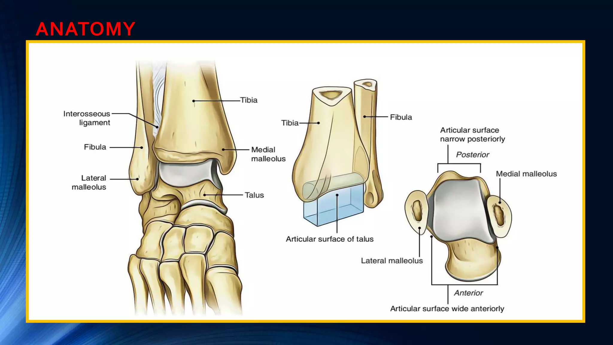 Pathomechanics of Ankle joint | PPTX