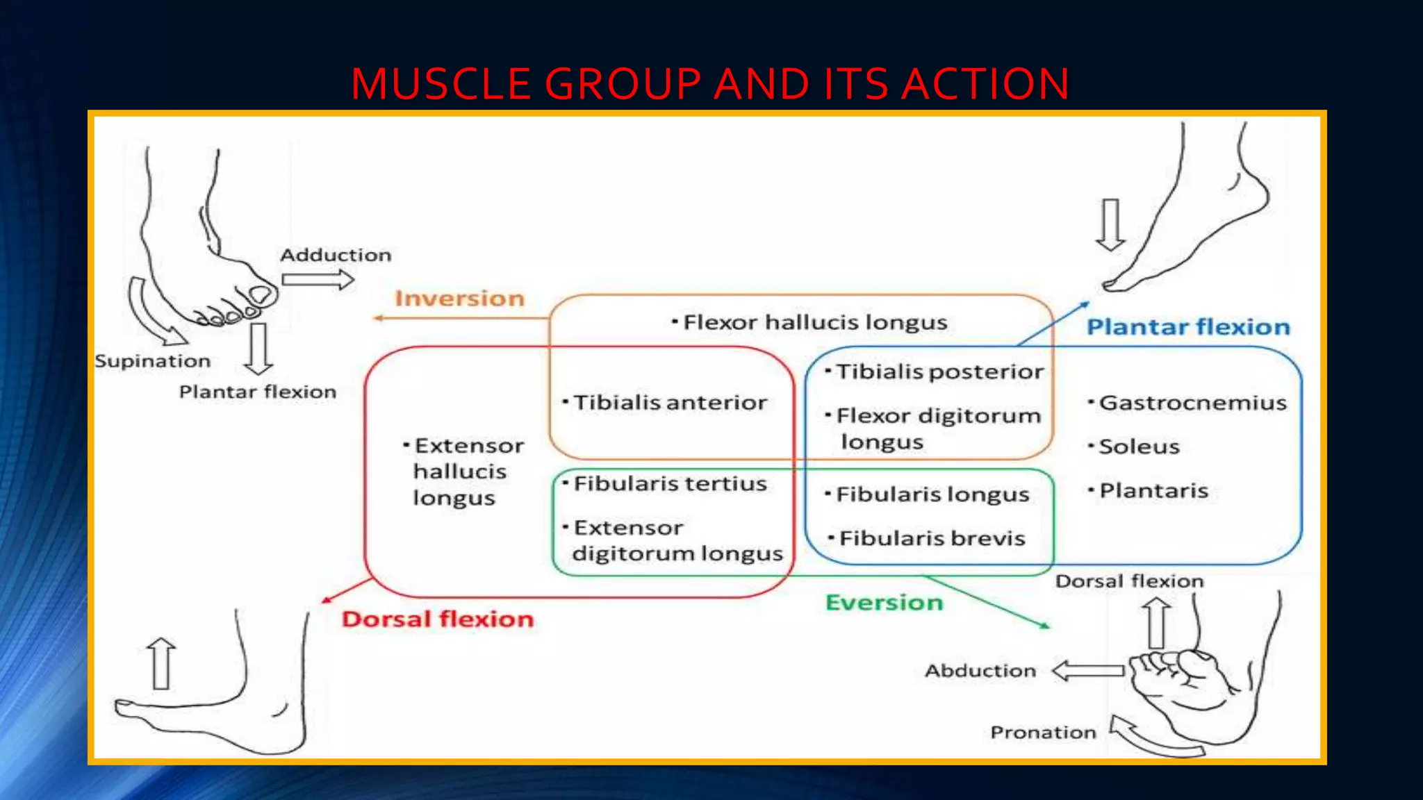 Pathomechanics of Ankle joint | PPTX