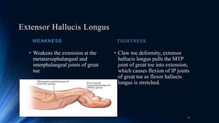 Pathomechanics of Ankle joint | PPTX