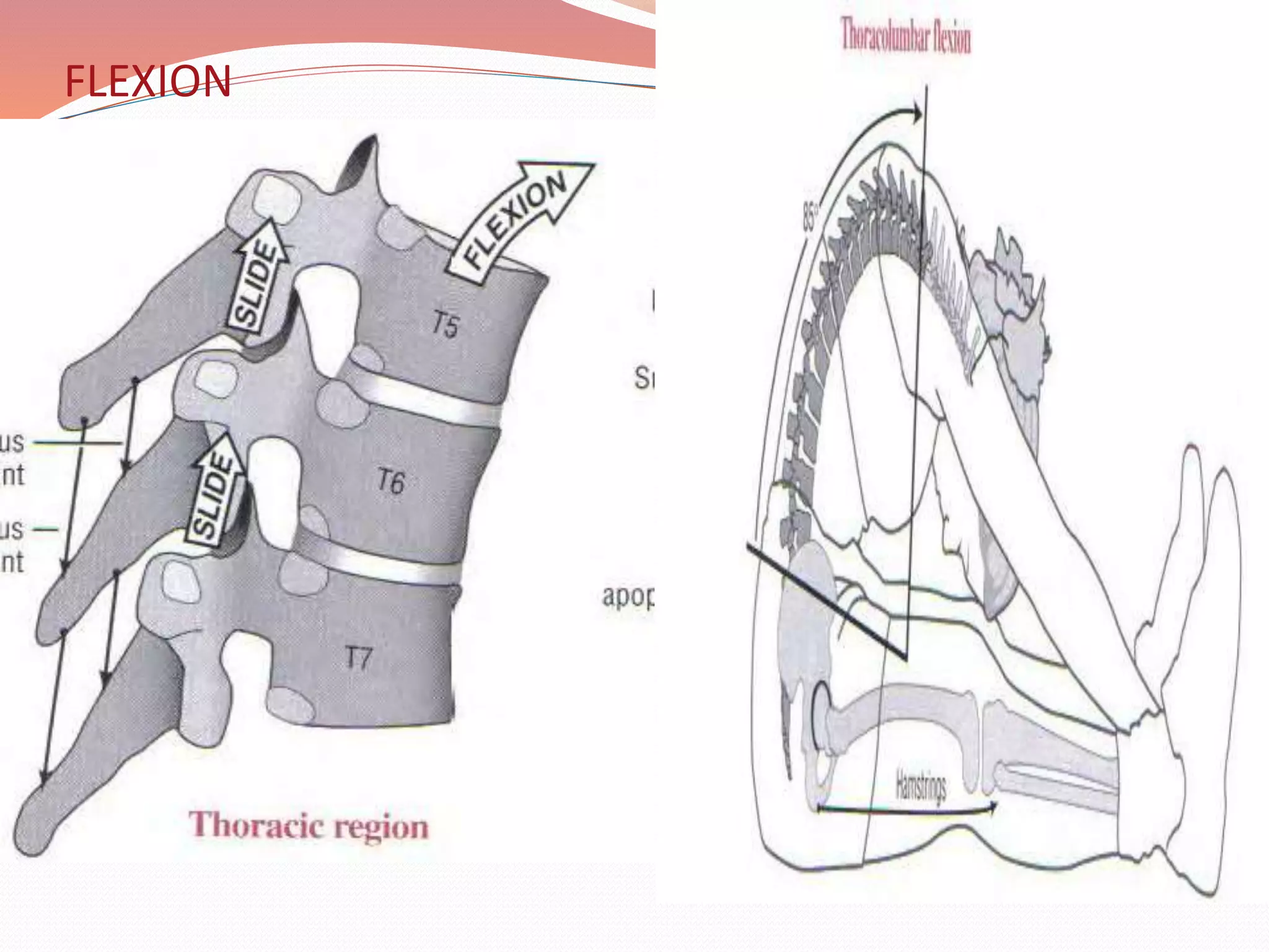Pathomechanics of thoracic spine disease | PPTX
