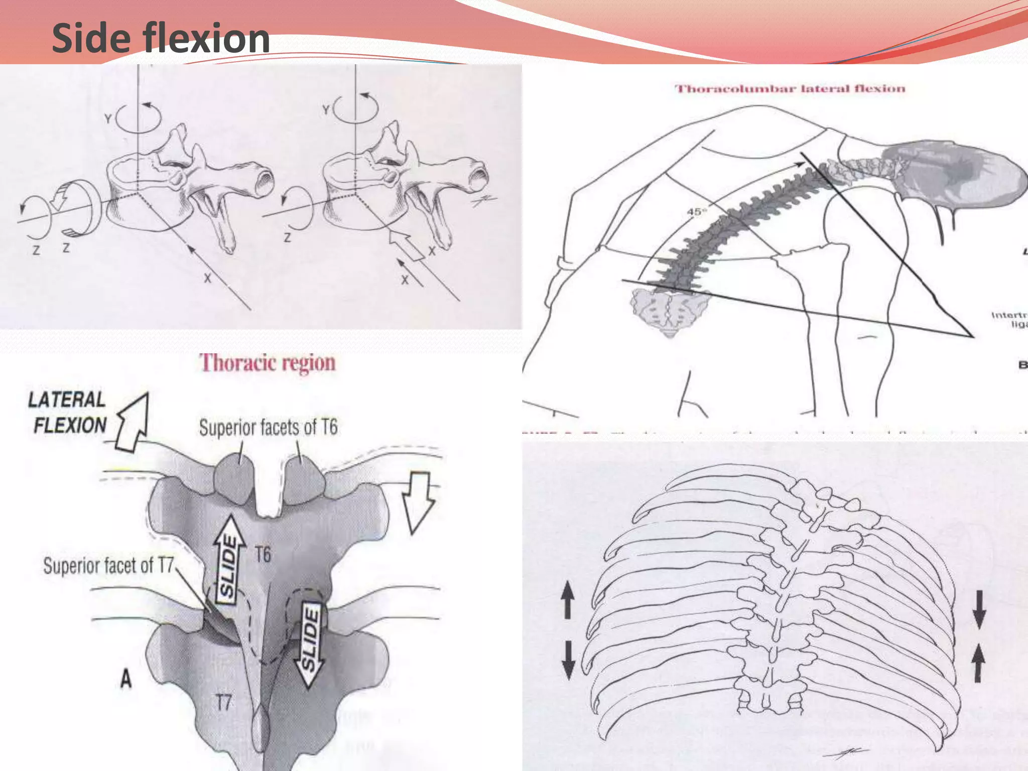 Pathomechanics of thoracic spine disease | PPTX