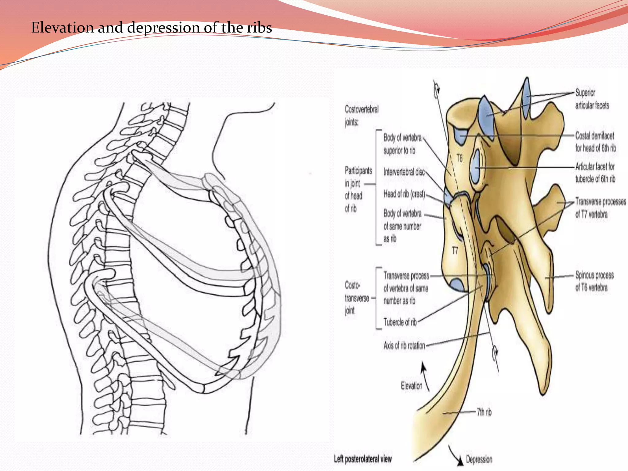 Pathomechanics of thoracic spine disease | PPTX