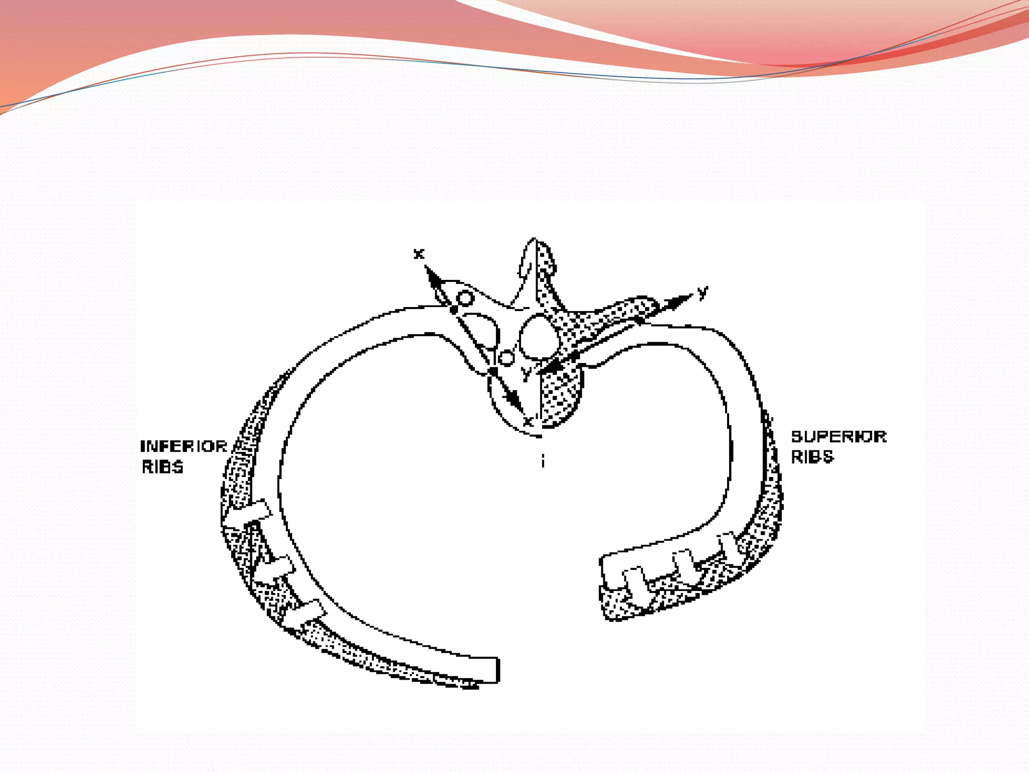Pathomechanics of thoracic spine disease | PPTX